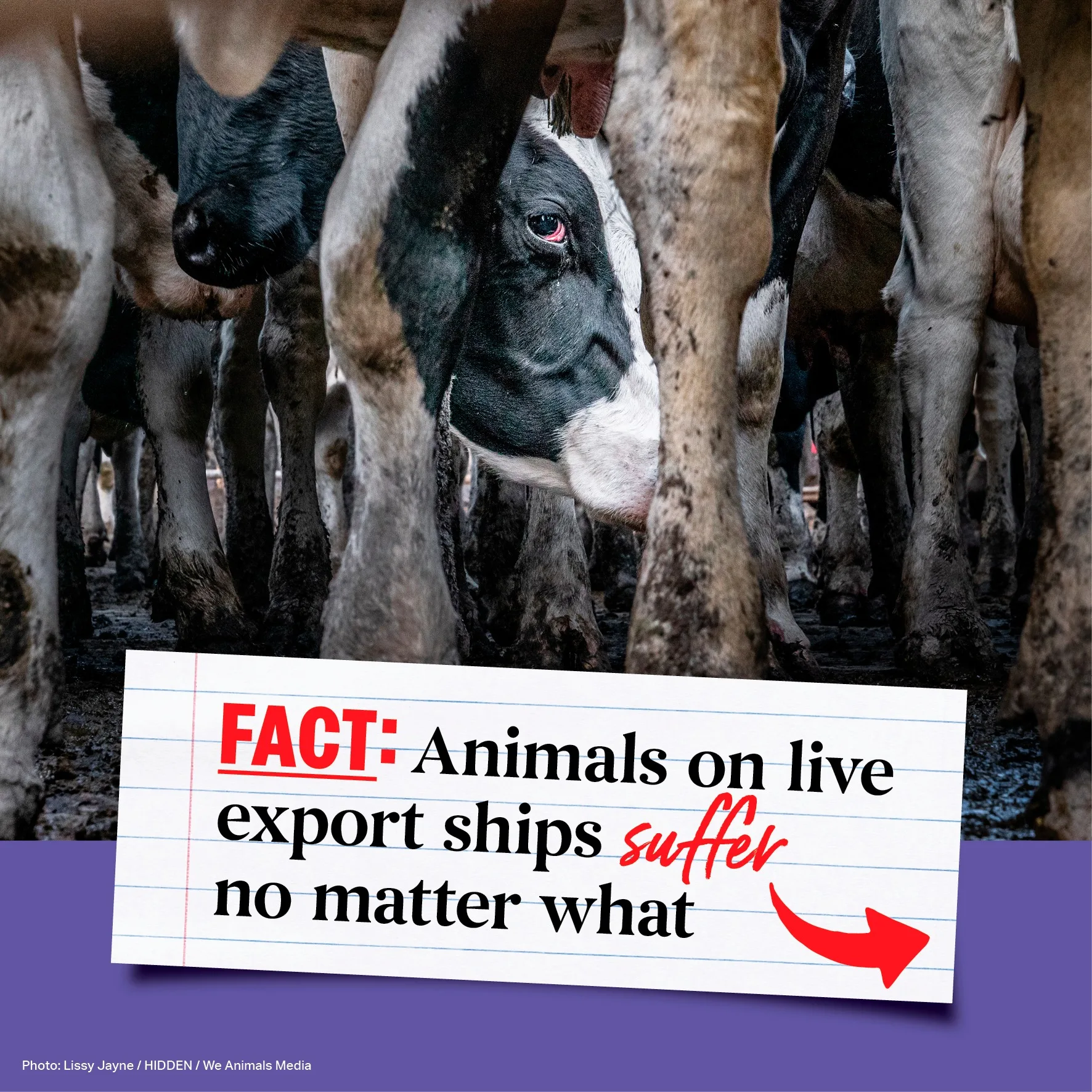 Campaign Resources – Animal Justice Party Aotearoa NZ